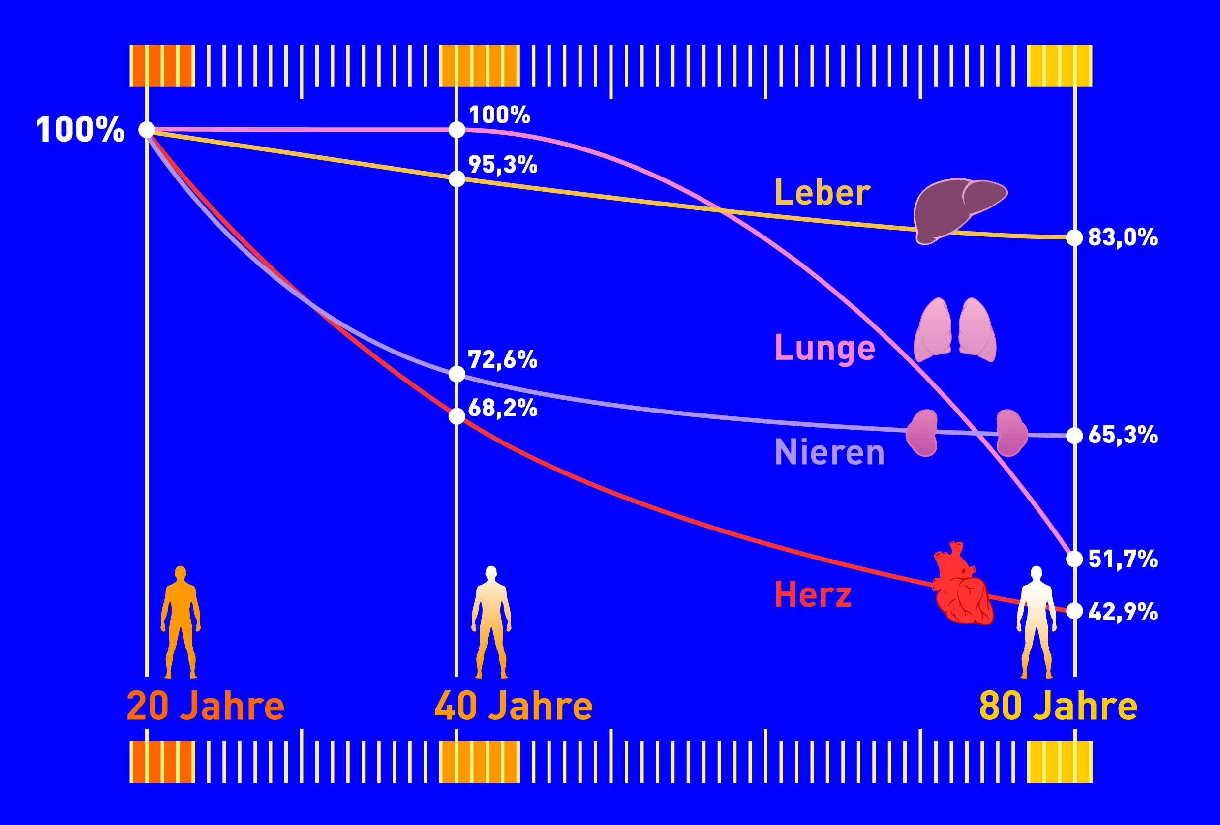 Kaneka_Grafik_Ubiquinol-Abnahme in Geweben mit zunehmendem Alter_CMYK ...